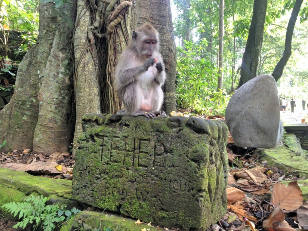 The Sacred Monkey Forest - Curious Plan