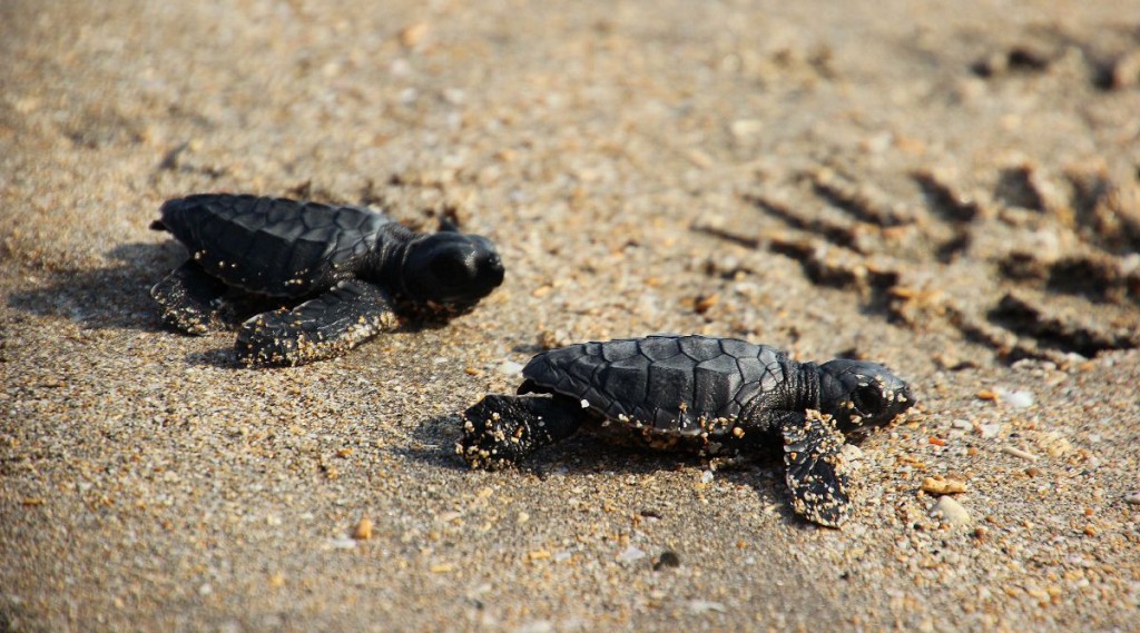 Bali Baby Turtle Release - Curious Plan