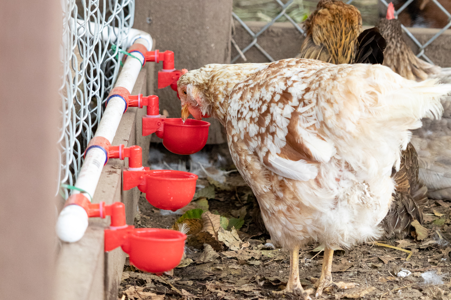 Chicken Watering System Build - The Curious Prepper