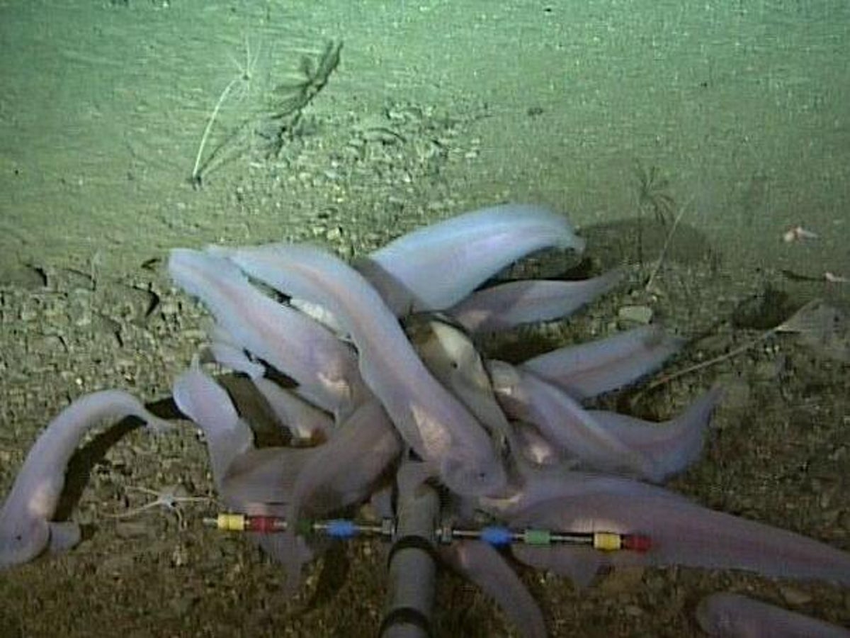 Scientists discover high levels of mercury in deepest part of oceans