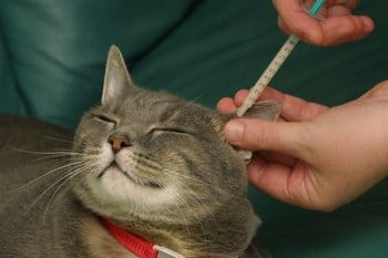 Transdermal Methimazole - For Cats - NCC