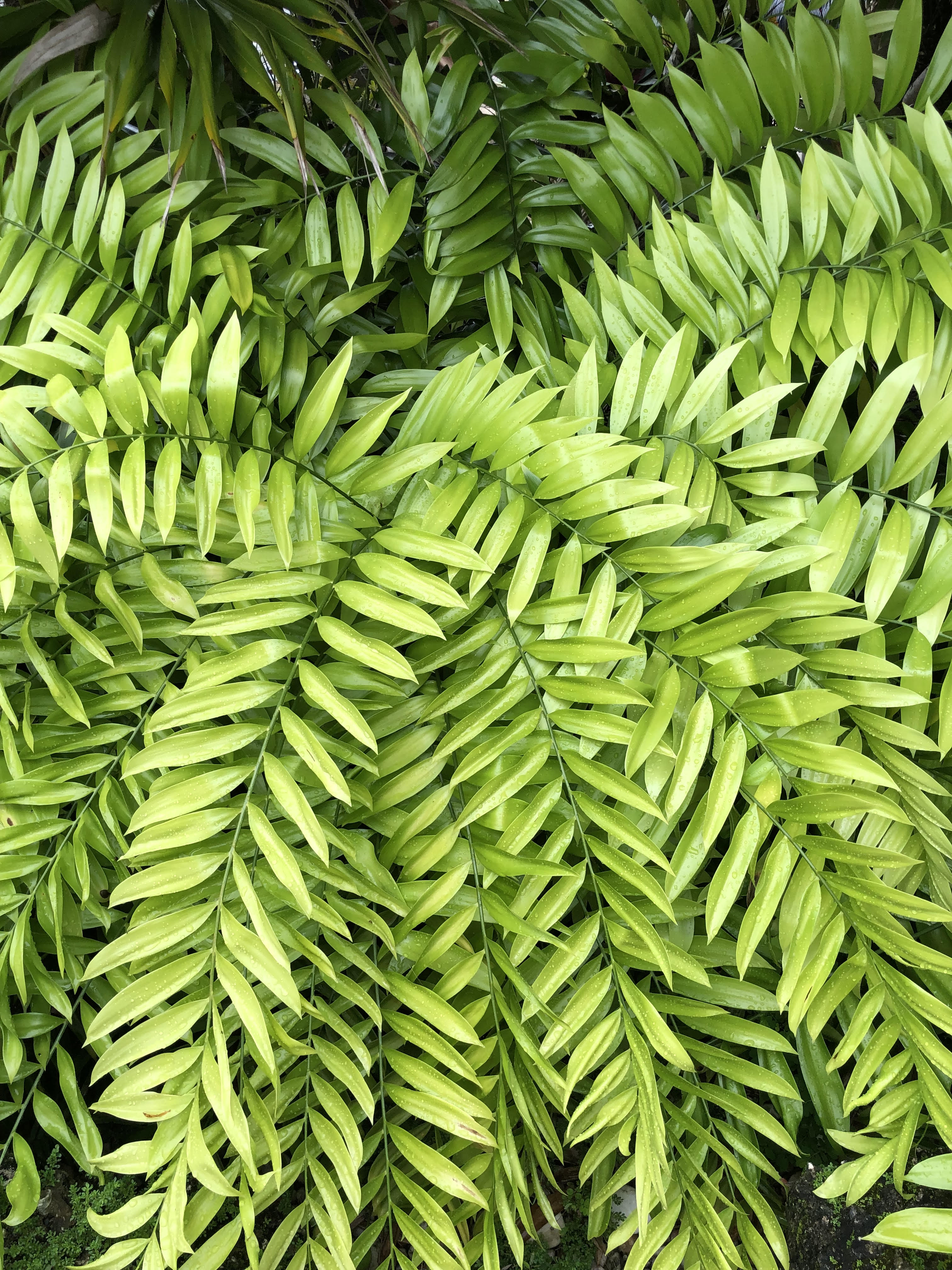 Zamia » Jones Landscaping Nursery