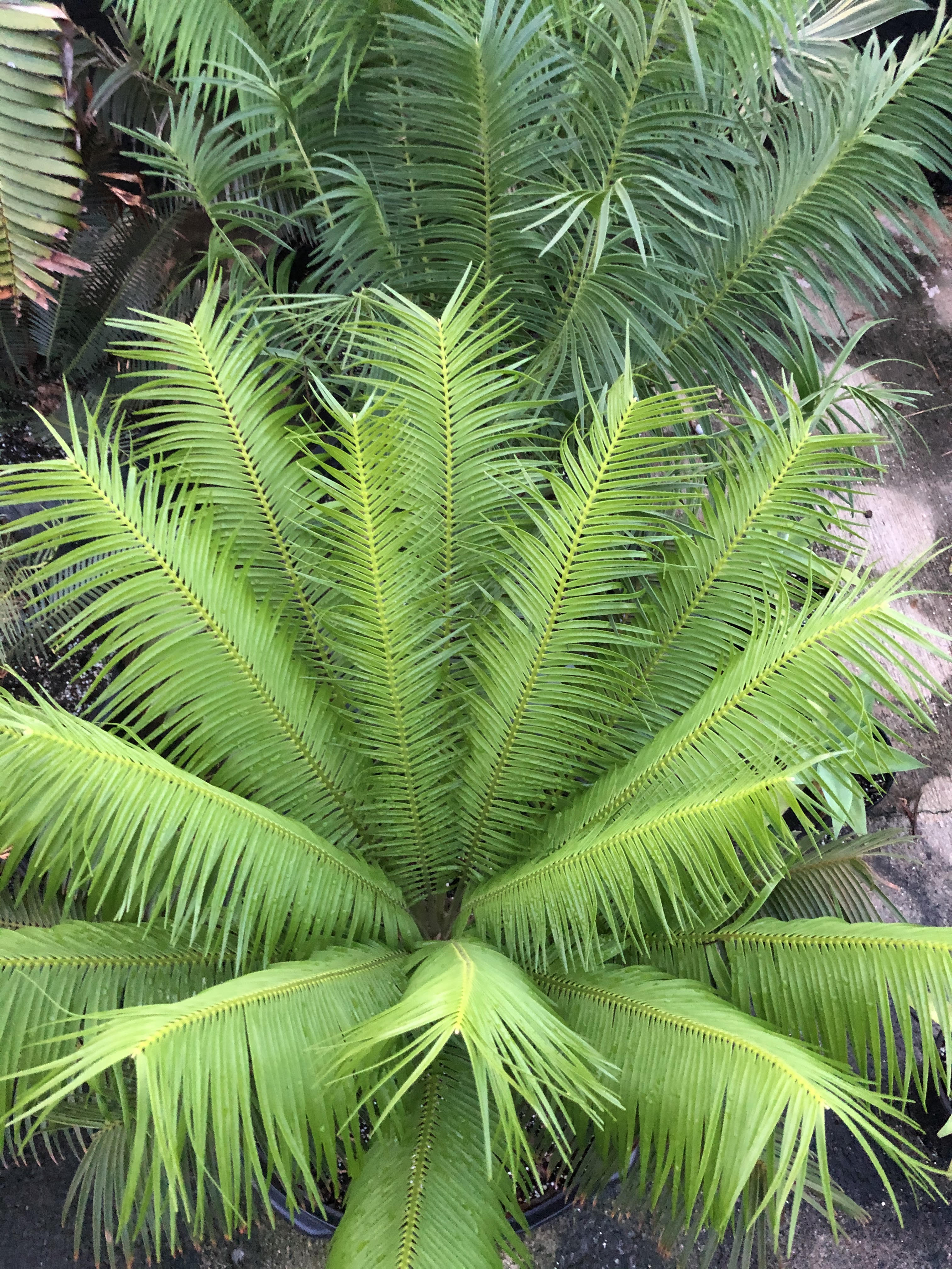 Microcycas : Jones Landscaping Nursery