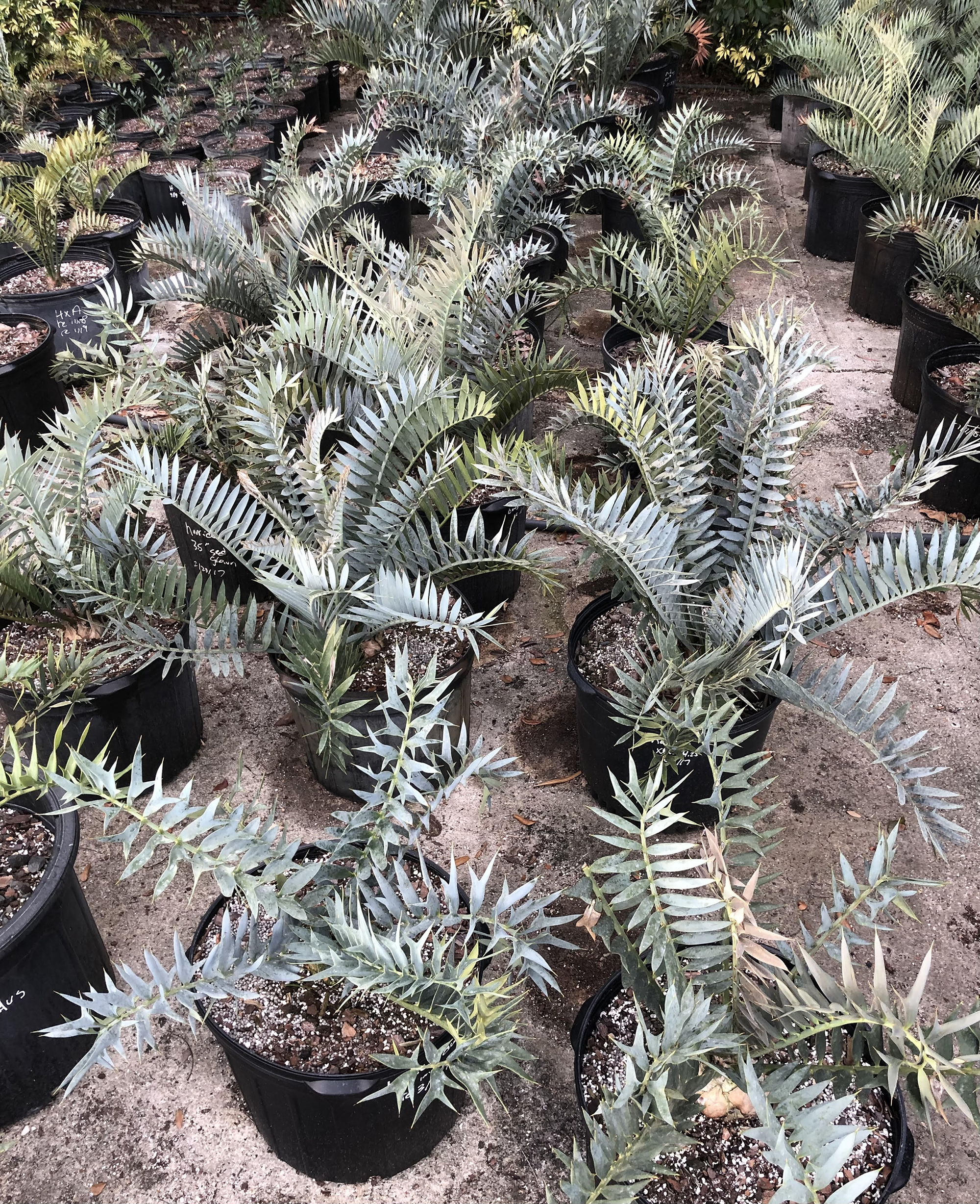 Encephalartos » Jones Landscaping Nursery