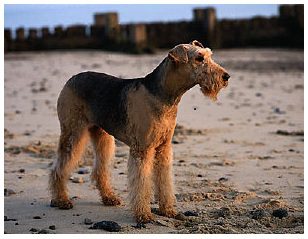 Kyrenia Animal Rescue Dog Show and Lapta Tourism Festival - CyprusScene.com