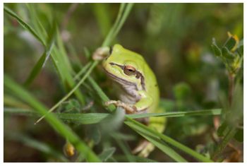 Wild Cyprus 2014 Calendar - CyprusScene.com