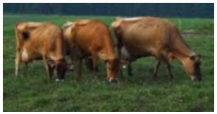 Newman's Farm Kyrenia - Evelyn's Memoirs 1922 to 1959 - Part 2 ...