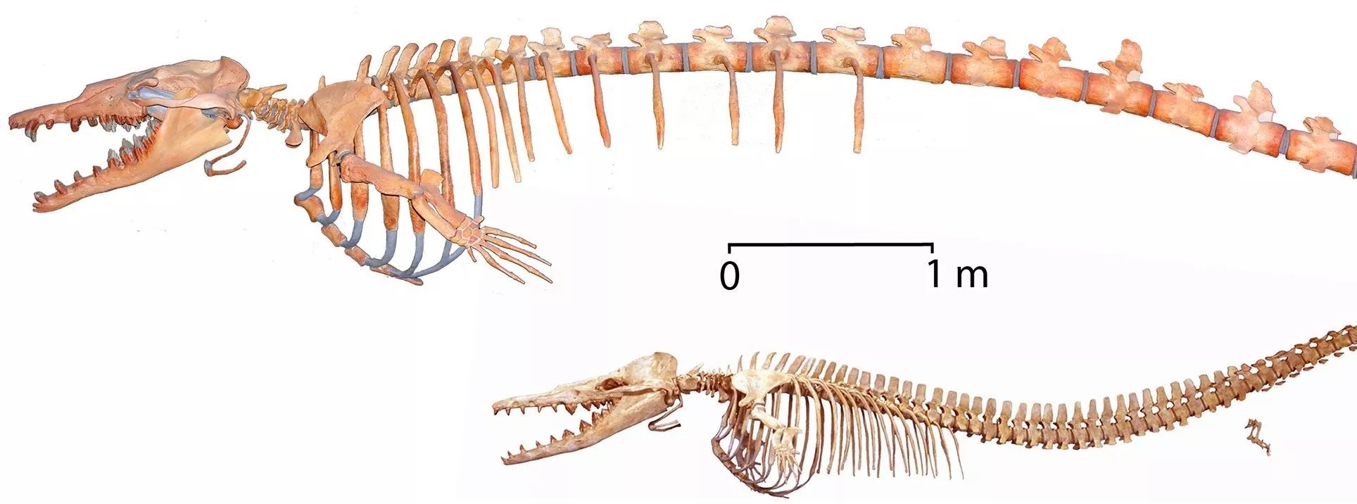 Basilosaurus Skeleton