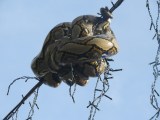 Massive Python Gets Tangled In Lights 15 Feet In The Air Newsweek