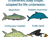 Convergent Evolution Definition Examples Expii