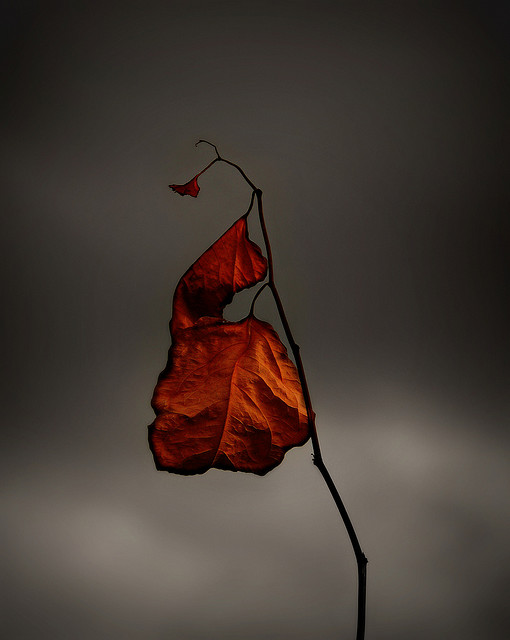 A 10 Step Guide to Superb Minimalist Photography « heavensgraphix