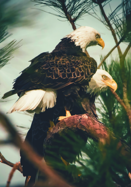 The Art of Piper Rudich: Nature Photography | DAAS CO-OP