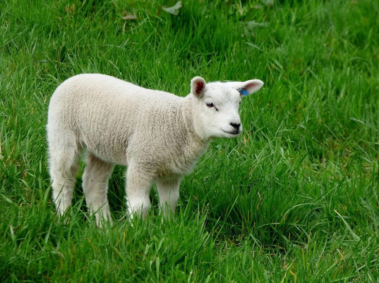 The Perfect, Spotless Passover Lamb | Daily Christian Devotionals