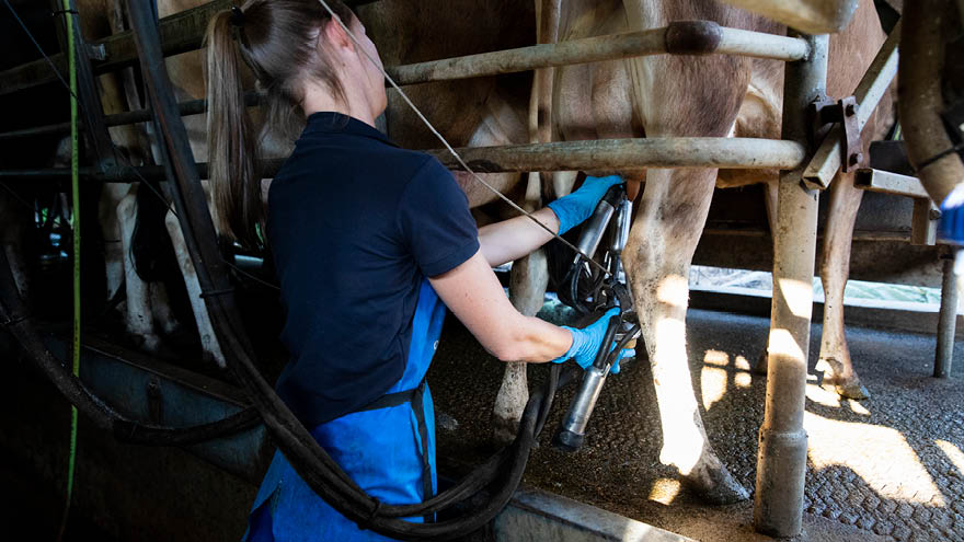 Dairy Hygiene Dairy Australia