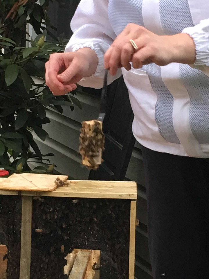 Backyard Beginner Beekeeper, Part 2