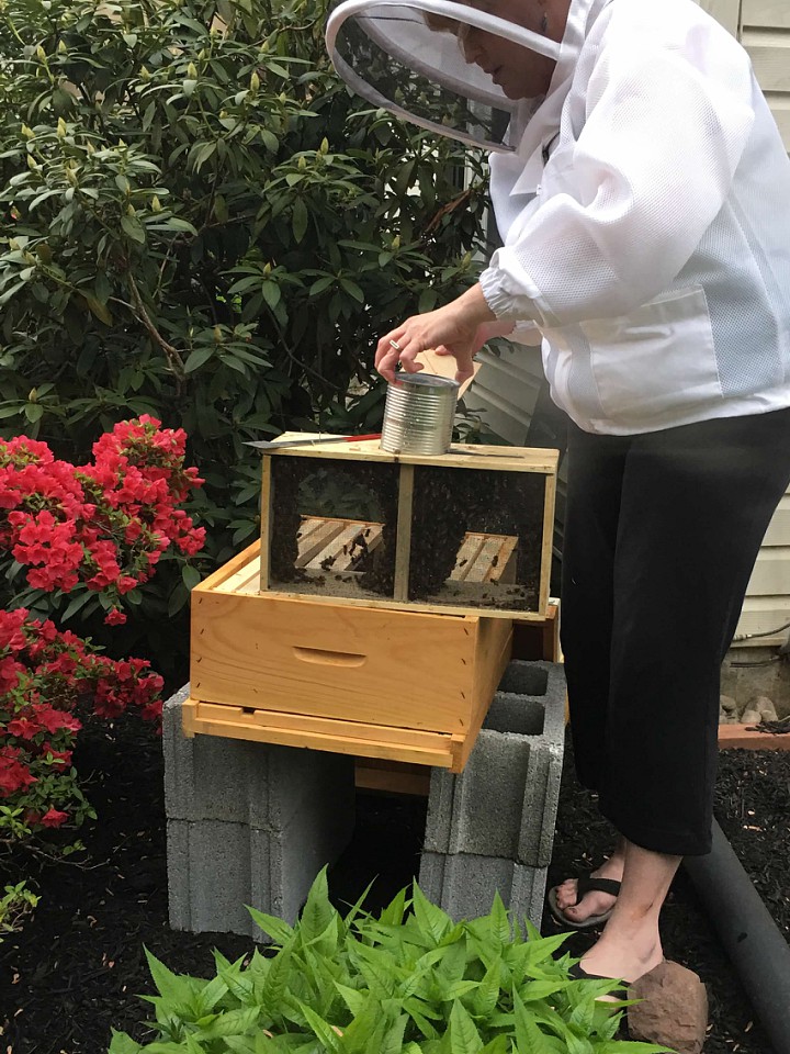 Backyard Beginner Beekeeper, Part 2