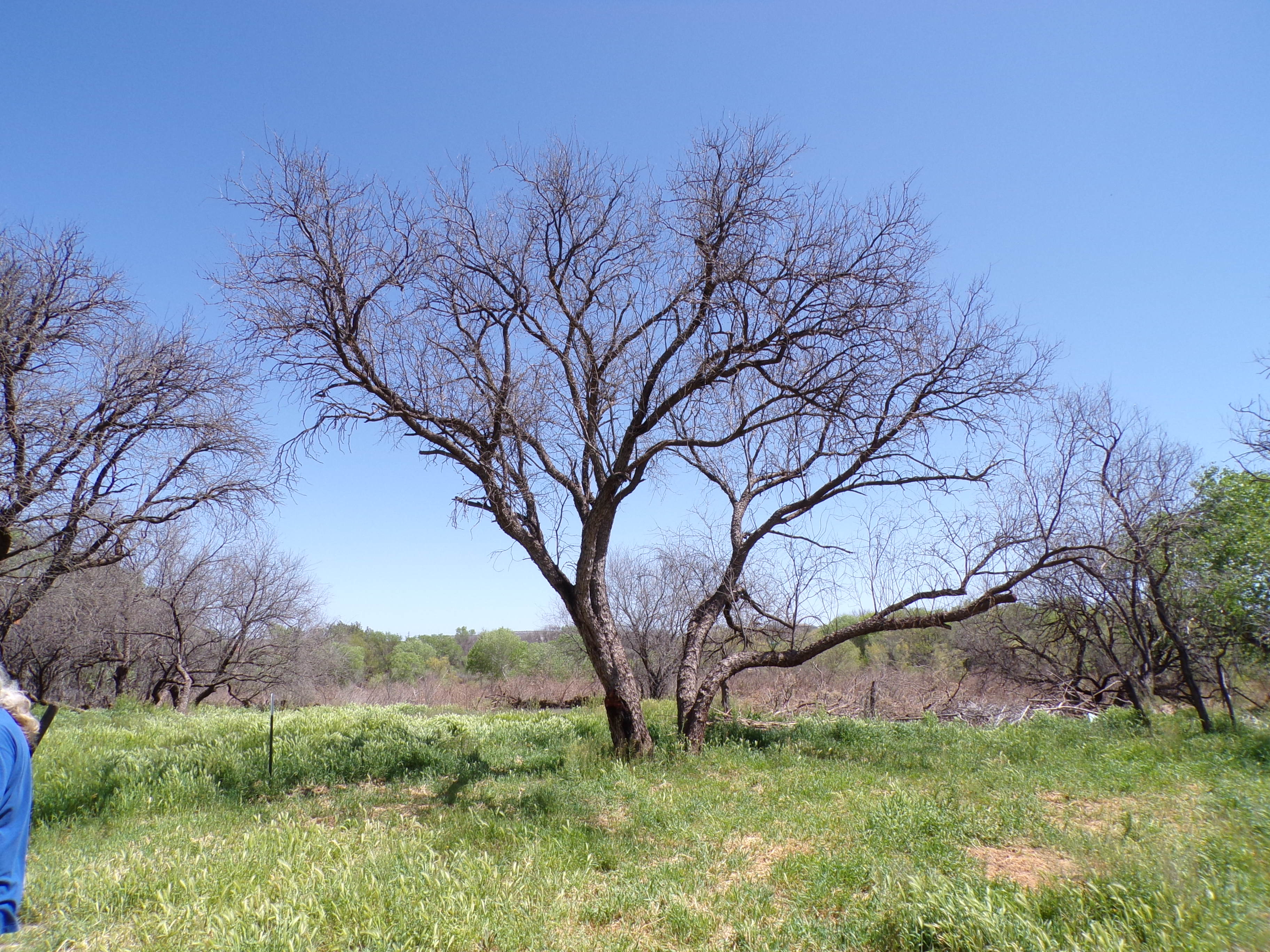 60 Word pitch – Dana Smith