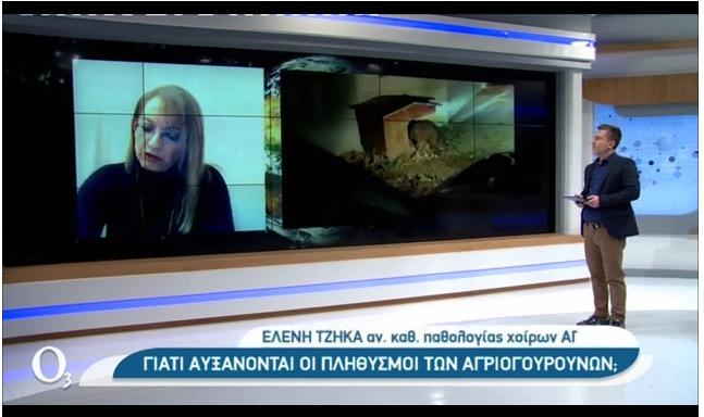 Αγριογούρουνα επανεμφανίστηκαν στα αστικά κέντρα (Video) - dasarxeio.com