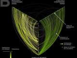 Hive Plot Data Viz Project