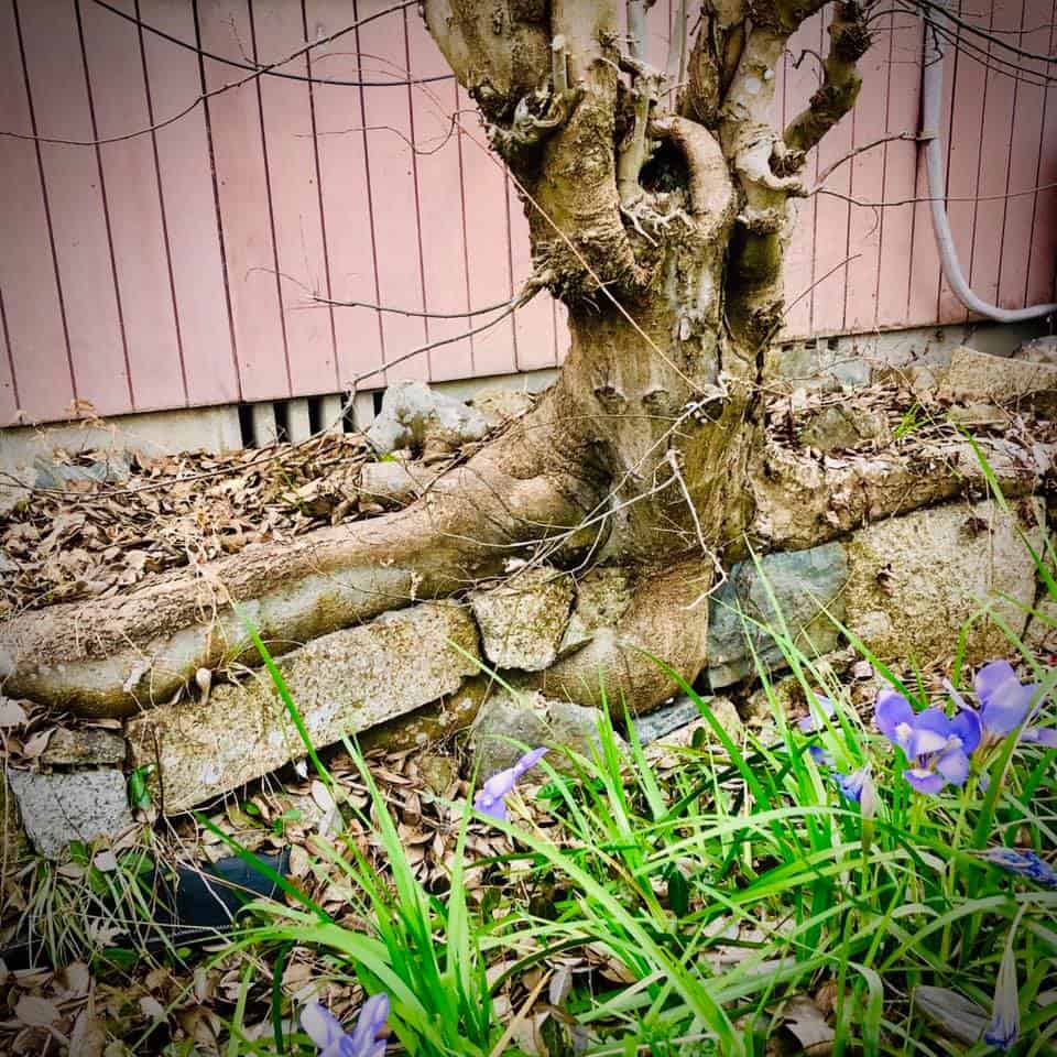 Memo: tree, roots, wall, rock, house… — Dave Olson Creative Life Archive
