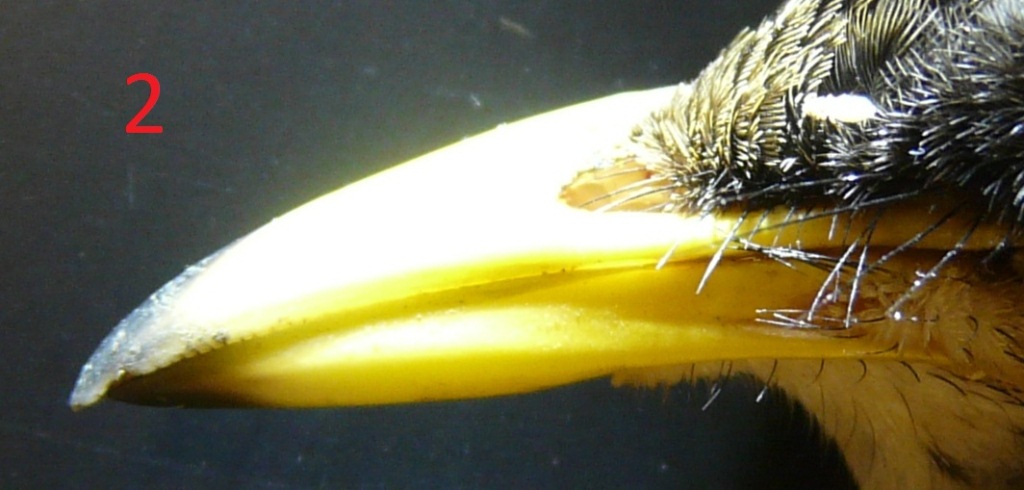 Quiz: Bird Beaks | Ramble