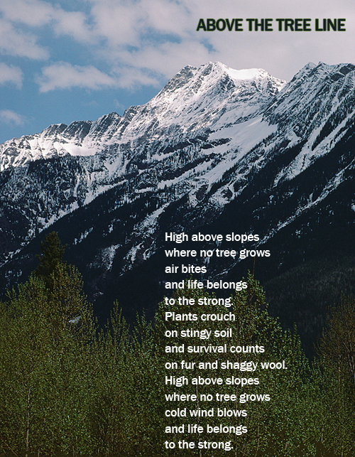Poem of the Week – Above The Tree Line | Children's Author David L ...