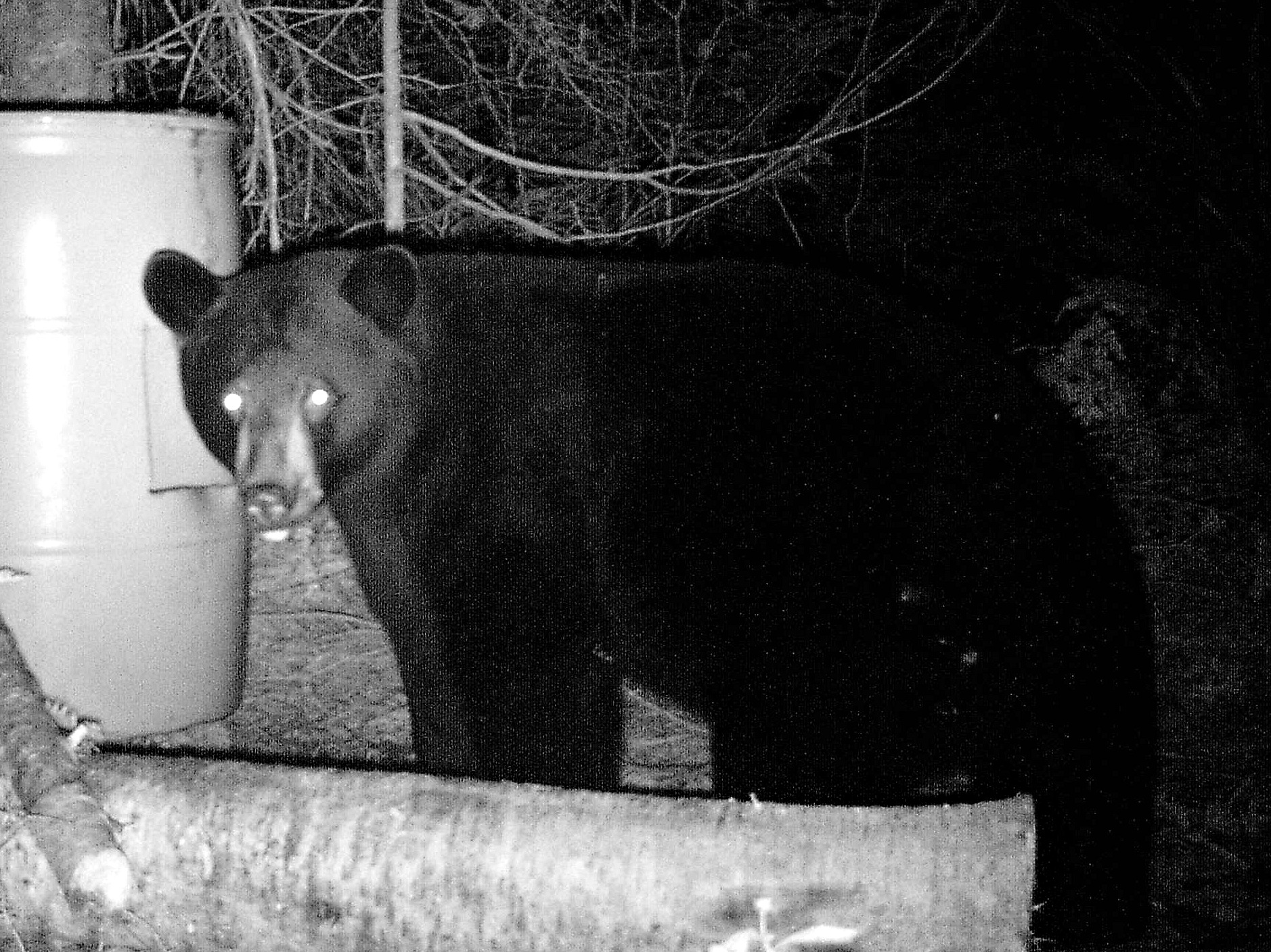 Black bear at night | Dead Bear Walking Outfitters