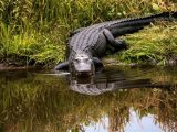 Alligator Sound Effects Download Deadsounds