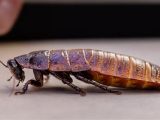 Madagascar Cockroach Hissing Sound Effect Download Free Deadsounds