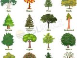 Trees Sound Effects Download Deadsounds