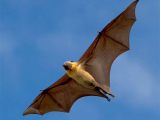 Bat Sound Effects Download Deadsounds
