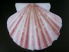 Scallop: Symbol of Sacred Pilgrimage – Deb Bowen