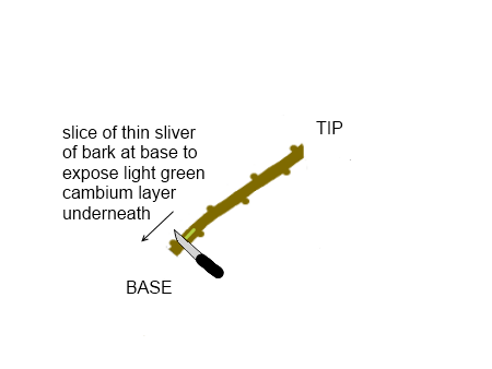 Propagating Plants from Hardwood Cuttings – Deep Green Permaculture
