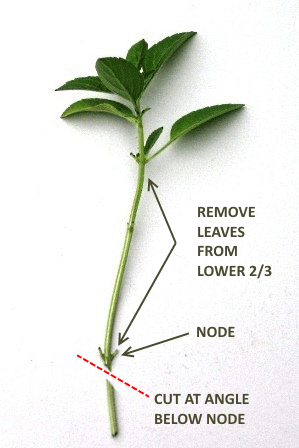 Cutting Plant