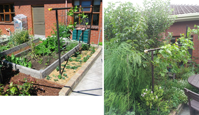The Birth of a Permaculture Food Forest – Before & After Photos – Deep ...