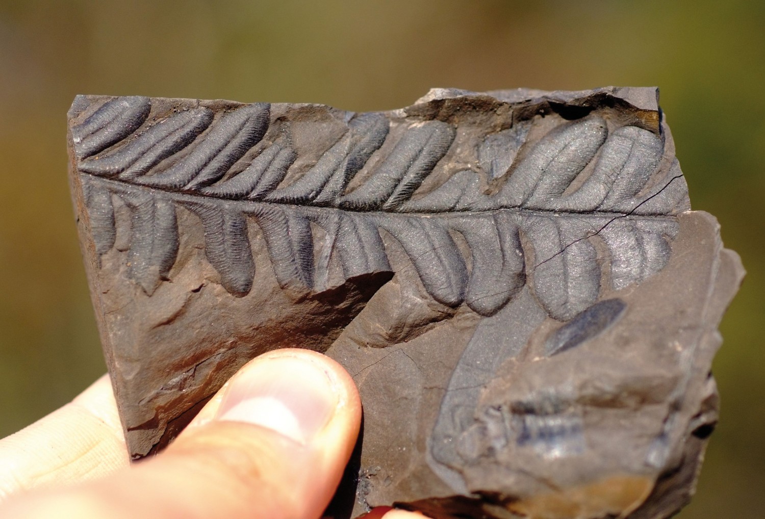 Geology and terrestrial life of the Carboniferous – Deposits