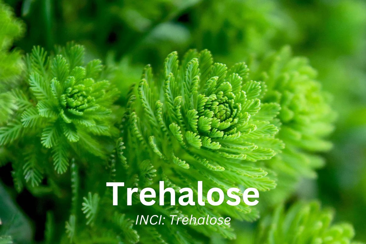 Uncover The Power Of Trehalose For Radiant Skin Dermafactors