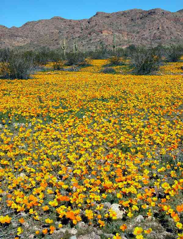 Flores en el jardín | El Blog de Botain