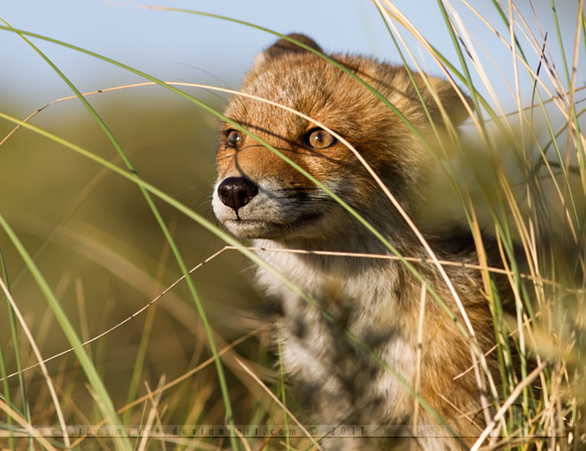 Fox Photography | marenkramer