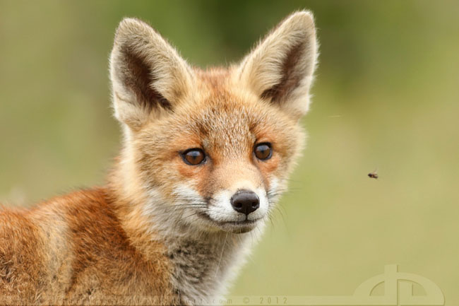 Fox Photography | marenkramer