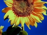 Recognize Flowers With Tensorflow Lite On Android Android Developers