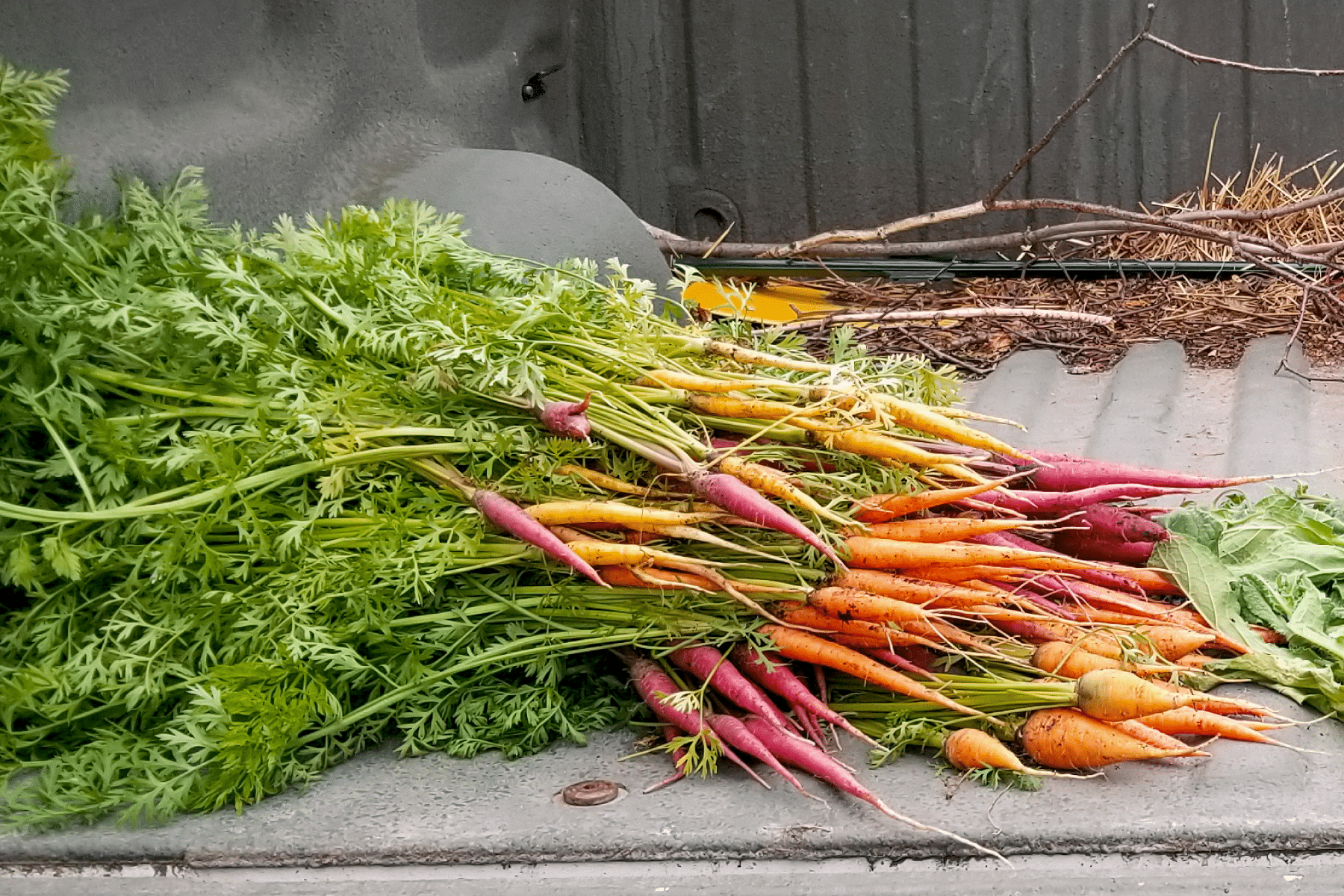 Grow great carrots this year! - Developing Roots Studio