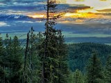 Sustainable Forest Management Df Development
