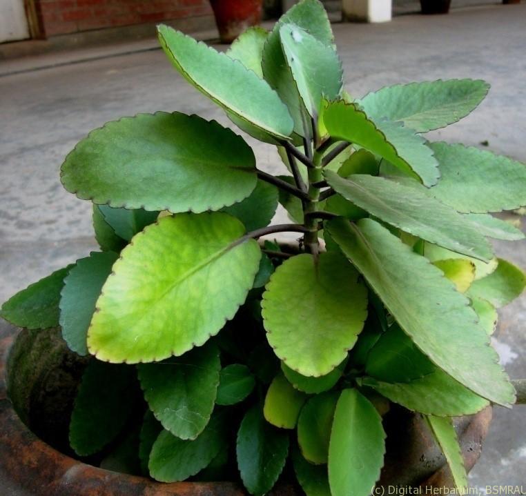 Pathorkuchi – Digital Herbarium of Crop Plants