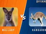 Wallaby Vs Kangaroo Differences And Comparison Differencess