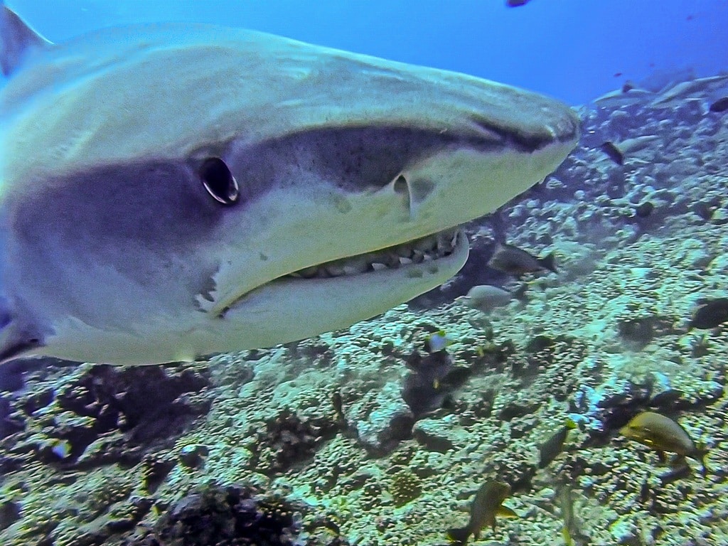 Protéger les requins : 3 actions simples pour mieux faire - Different Dive