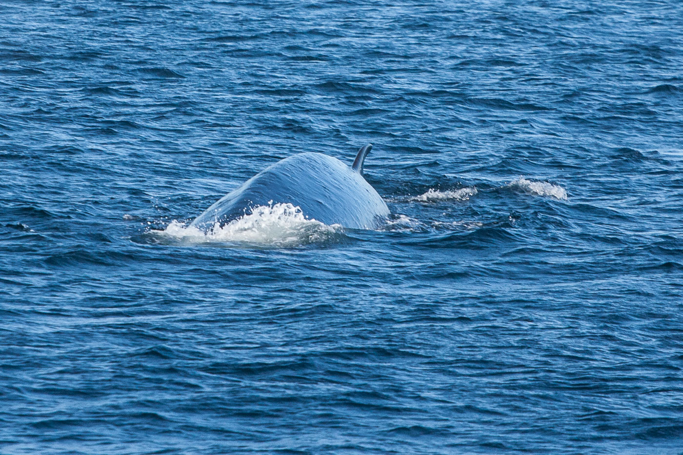 Whales – Distant Earths