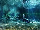 Diving Into Ginnie And Devils Spring Dive Buddies 4 Life
