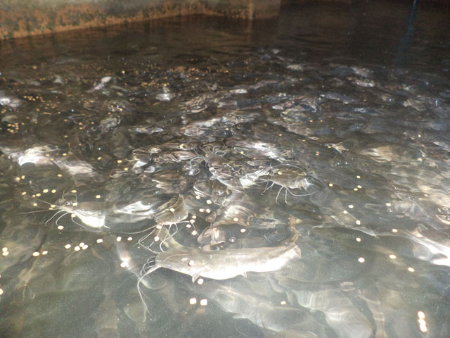 The Great Prospects In Fish Farming in Nigeria – Divine Fish Blog