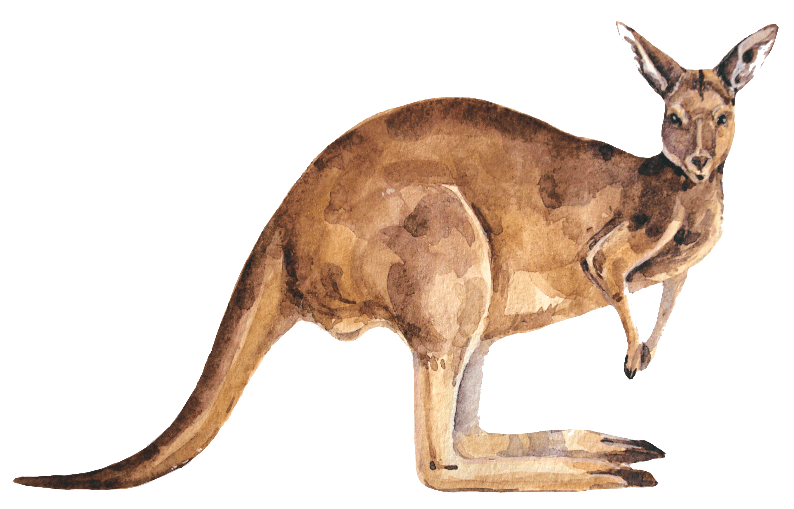 kangaroo – DMDave Publishing